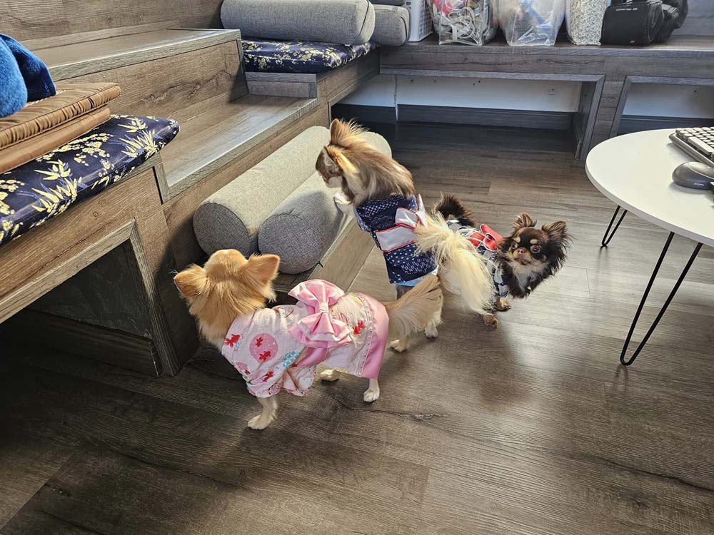 MASA Pool Villa พูลวิลล่าสัตหีบ สไตล์เรียวกังที่เป็น Pet Friendly