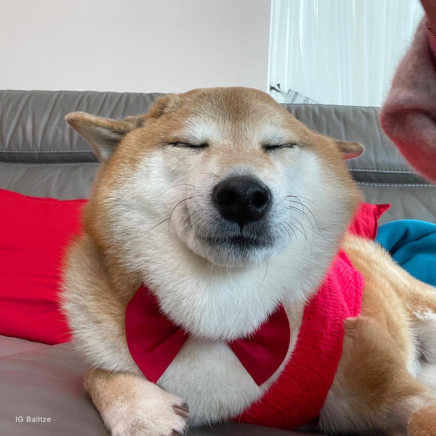 น้อง Ball Ball Balltze หรือ Cheems หมาชิบะเจ้าของมีมดัง กลับดาวหมาแล้ว