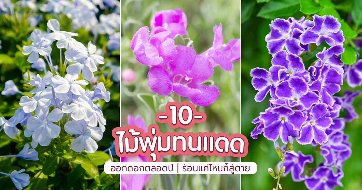 ไม้พุ่มทนแดด ออกดอกทั้งปี ร้อนแค่ไหนก็สู้ตาย