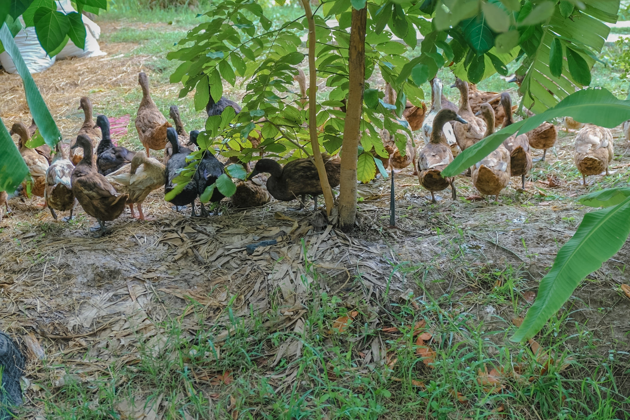 Wisdom King Farm คาเฟ่ปทุมธานี พิพิธภัณฑ์การเกษตรเฉลิมพระเกียรติ