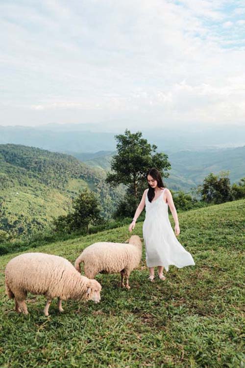 Akha farmville ฟาร์มแกะดอยช้าง ที่เที่ยวเชียงรายน่าสนใจ