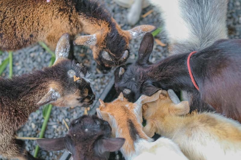 A Cup of Zoo Café คาเฟ่และMini zoo Exotic