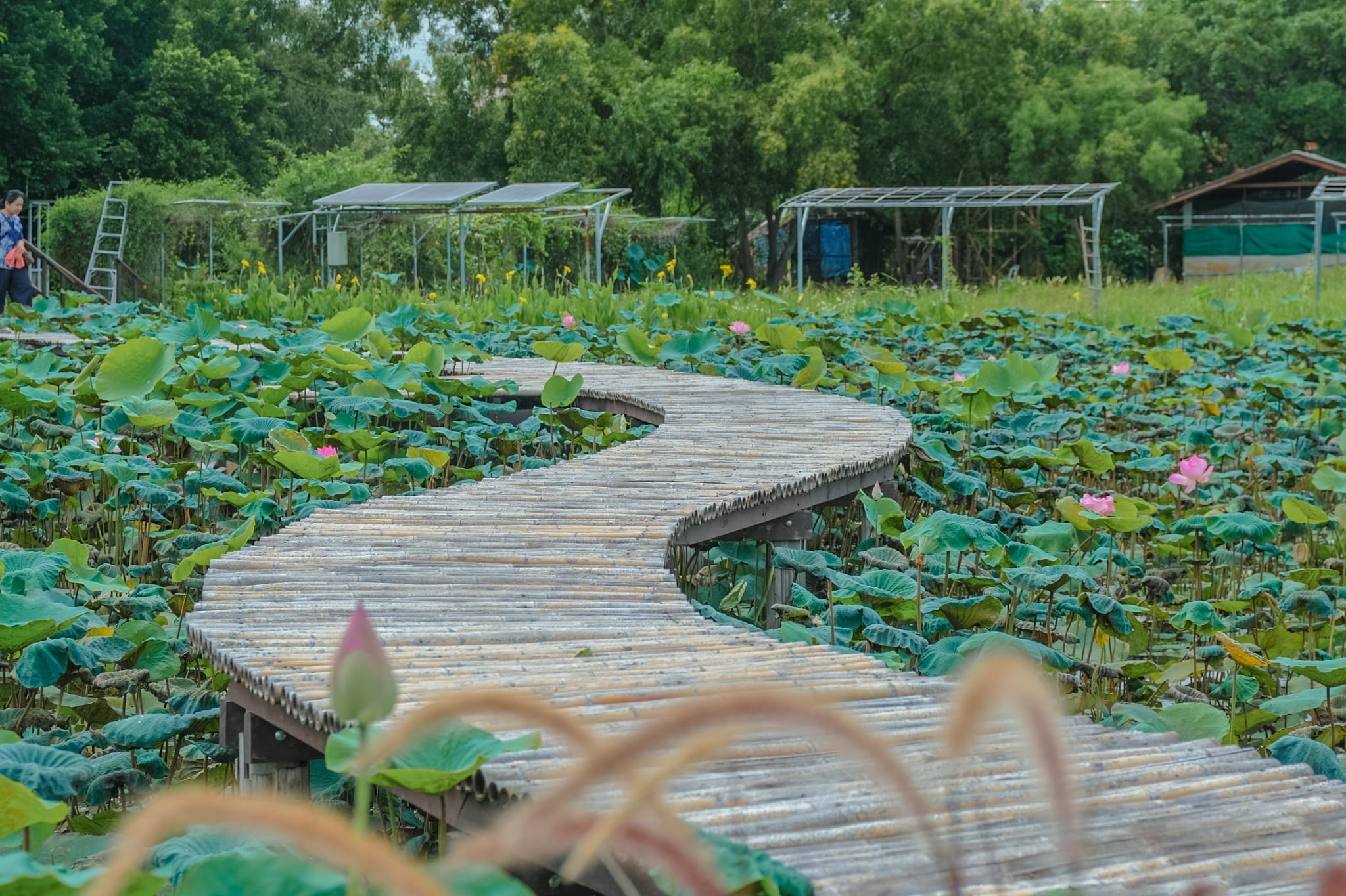 Wisdom King Farm คาเฟ่ปทุมธานี พิพิธภัณฑ์การเกษตรเฉลิมพระเกียรติ