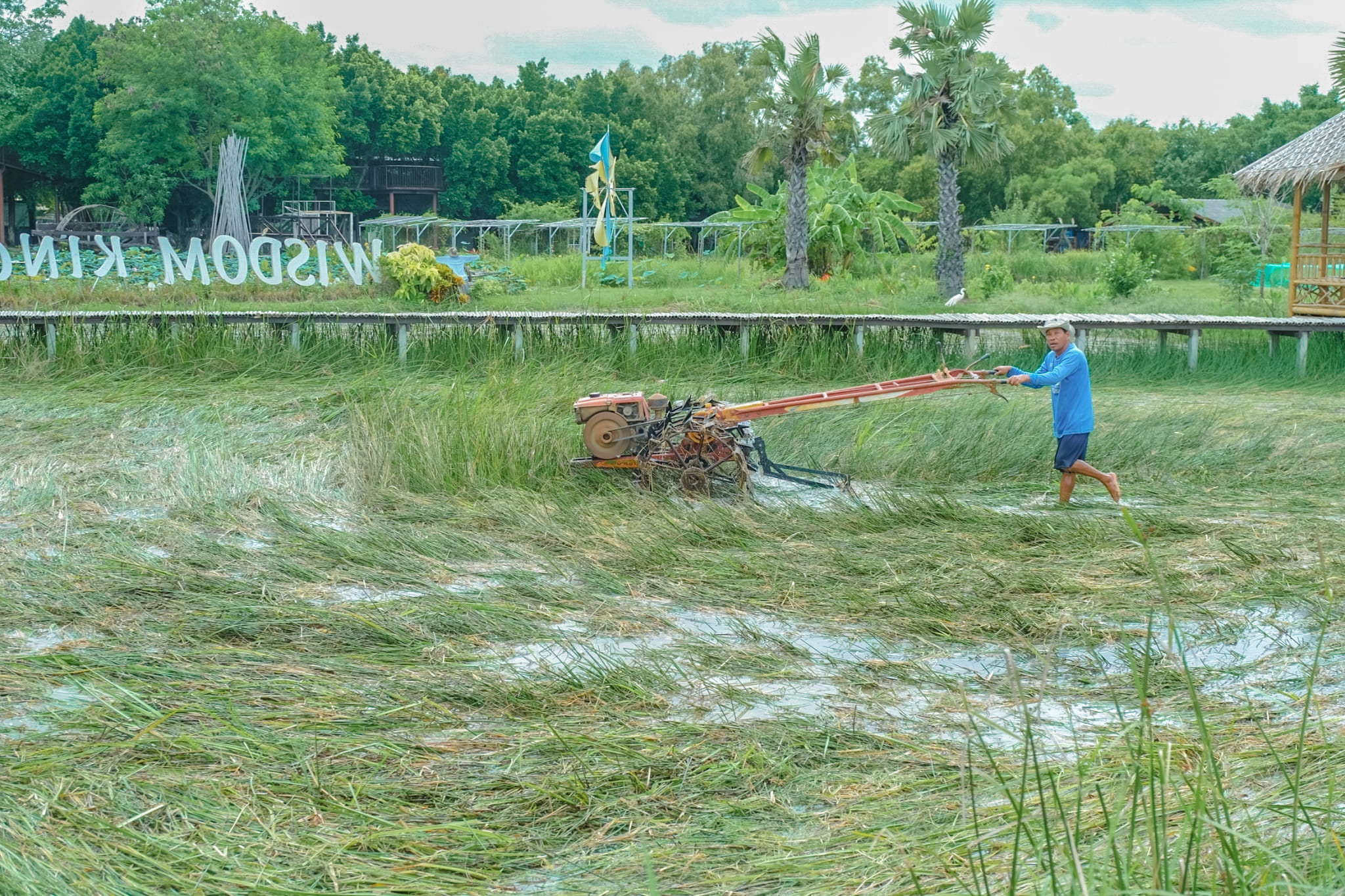 Wisdom King Farm คาเฟ่ปทุมธานี พิพิธภัณฑ์การเกษตรเฉลิมพระเกียรติ