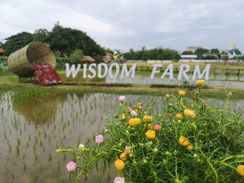 Wisdom Farm ปทุมธานี ที่เที่ยวบรรยากาศท้องทุ่งนาแห่งใหม่ ใกล้กรุงเทพฯ