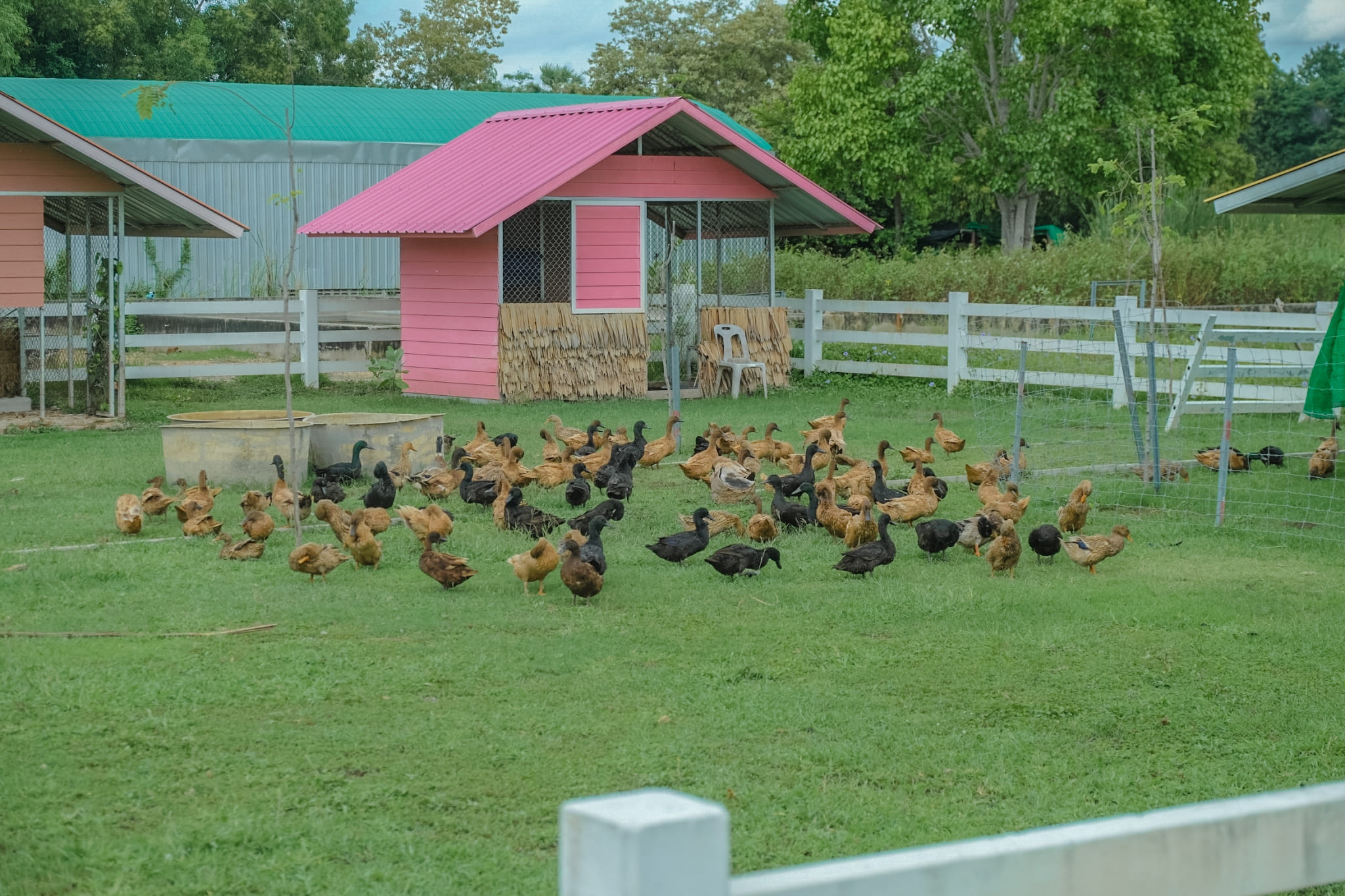 Wisdom King Farm คาเฟ่ปทุมธานี พิพิธภัณฑ์การเกษตรเฉลิมพระเกียรติ