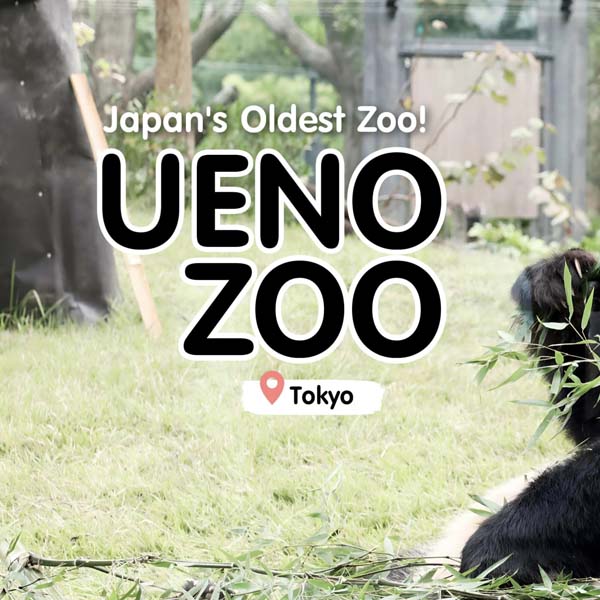 Ueno Zoo สวนสัตว์ใจกลางเมืองโตเกียว ประเทศญี่ปุ่น