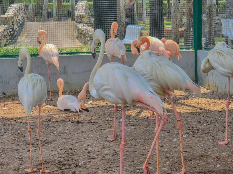 สวนปาล์มฟาร์มนก จ.ฉะเชิงเทรา สวนปาล์มและ Mini Zoo น่าเช็กอิน