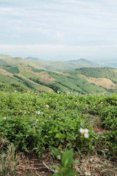 Akha farmville ฟาร์มแกะดอยช้าง ที่เที่ยวเชียงรายน่าสนใจ