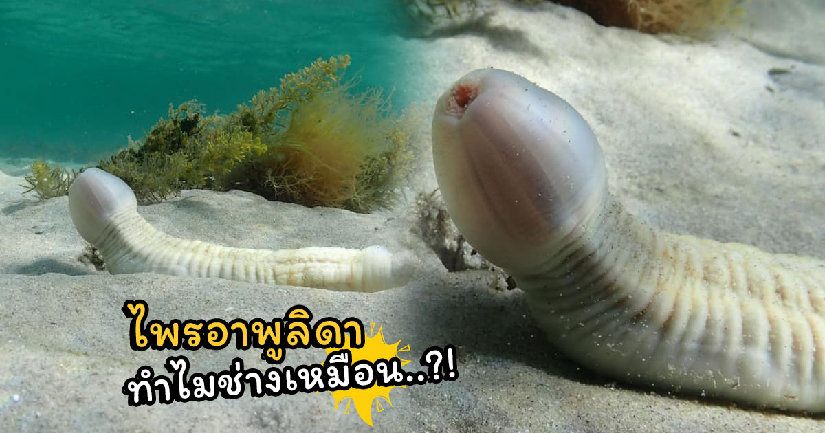 Priapulida สัตว์ทะเลหน้าตาประหลาด ทำไมช่างเหมือน..