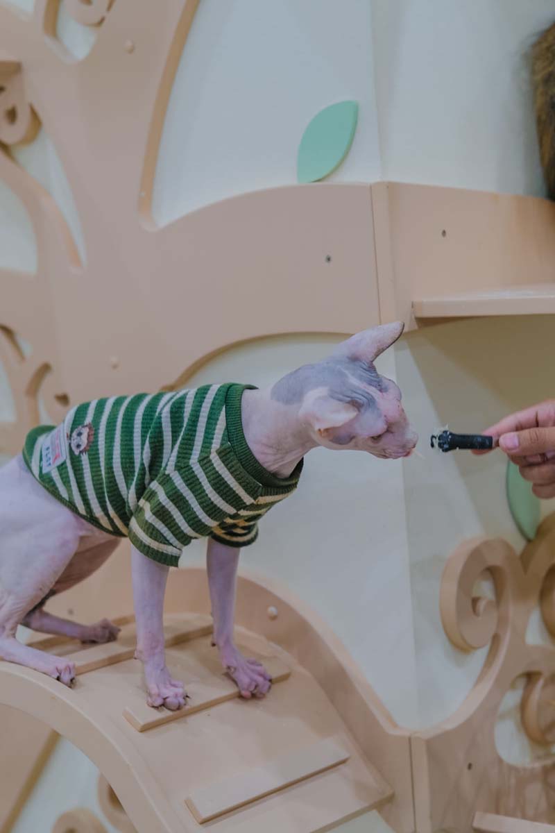 A Cup of Zoo Café คาเฟ่และMini zoo Exotic