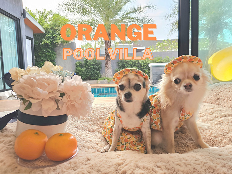 Orange Pool Villa บ้านพักพูลวิลล่าชะอำ น้องหมาลงเล่นสระน้ำได้