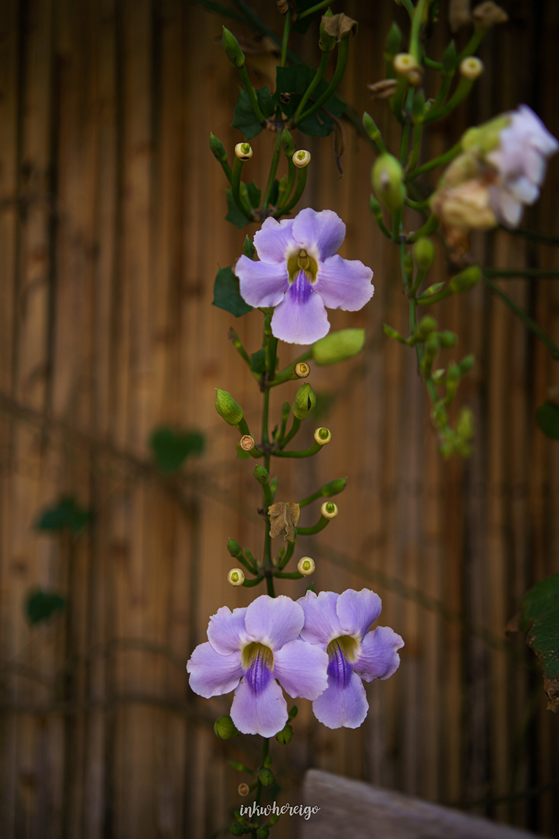 Phli Cafe คาเฟ่เชียงใหม่ เมนูหลากหลาย มุมถ่ายรูปเพียบ