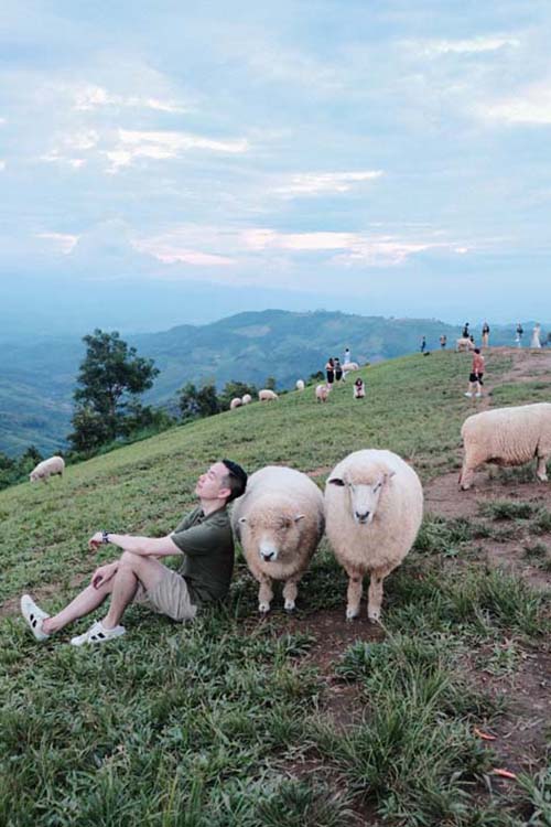 Akha farmville ฟาร์มแกะดอยช้าง ที่เที่ยวเชียงรายน่าสนใจ