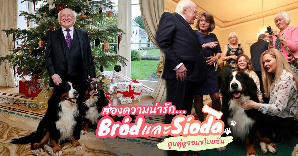 ส่องความน่ารัก Bród และ Síoda สุนัขประธานาธิบดีไอร์แลนด์ ขวัญใจชาวโซเชี ...