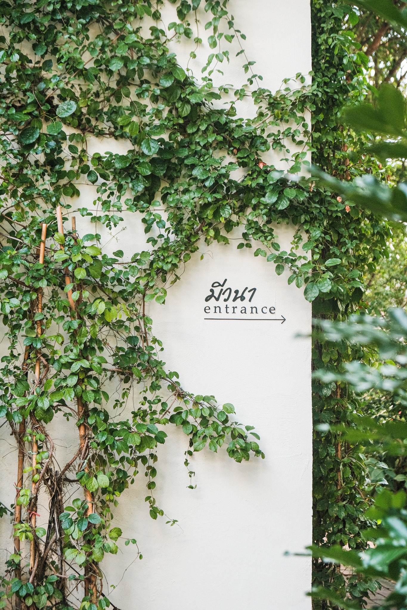 MiVana Coffee Flagship Store คาเฟ่ศรีนครินทร์ คาเฟ่ในสวน กรุงเทพ