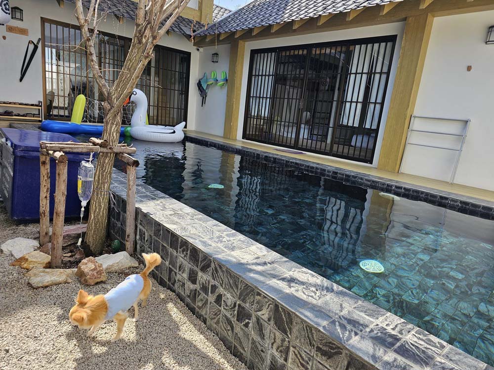 MASA Pool Villa พูลวิลล่าสัตหีบ สไตล์เรียวกังที่เป็น Pet Friendly
