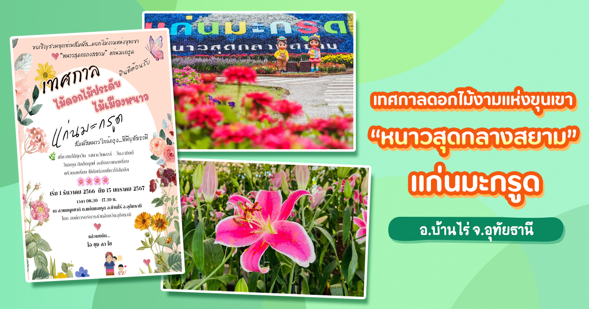 แก่นมะกรูด งานดอกไม้งามแห่งขุนเขา ที่เที่ยวอุทัยธานี