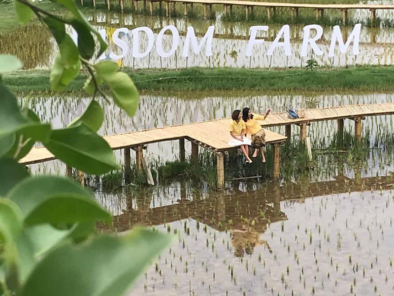 Wisdom Farm ปทุมธานี ที่เที่ยวบรรยากาศท้องทุ่งนาแห่งใหม่ ใกล้กรุงเทพฯ