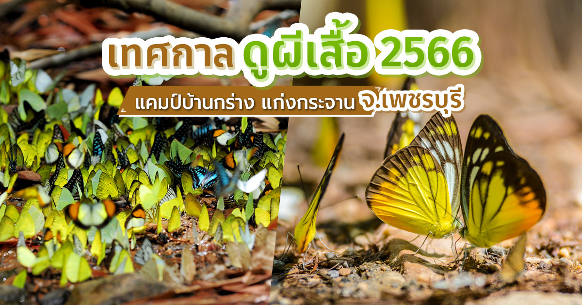 เทศกาลดูผีเสื้อ แคมป์บ้านกร่าง แก่งกระจาน 2566 เที่ยวเพชรบุรี ดูผีเสื้อ