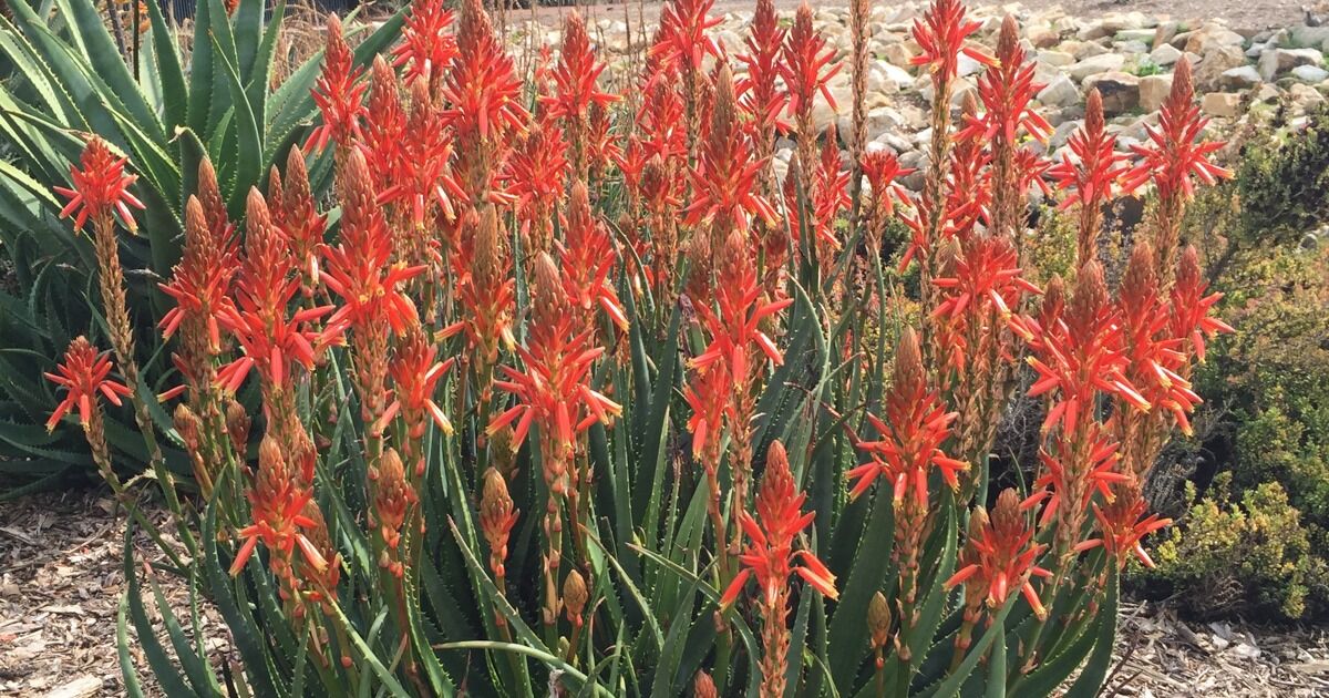 Aloe vera Always Red 10 seeds